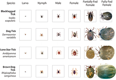 Lyme Disease Tick Life Cycle